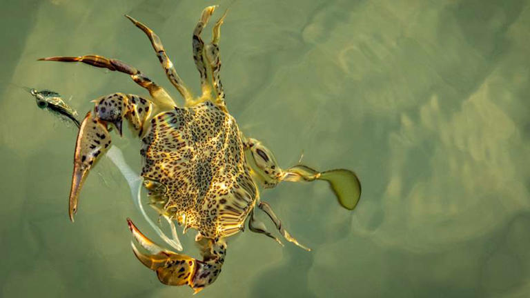 Wadeable white sandy flats, crystal clear water, cruising striped bass ...