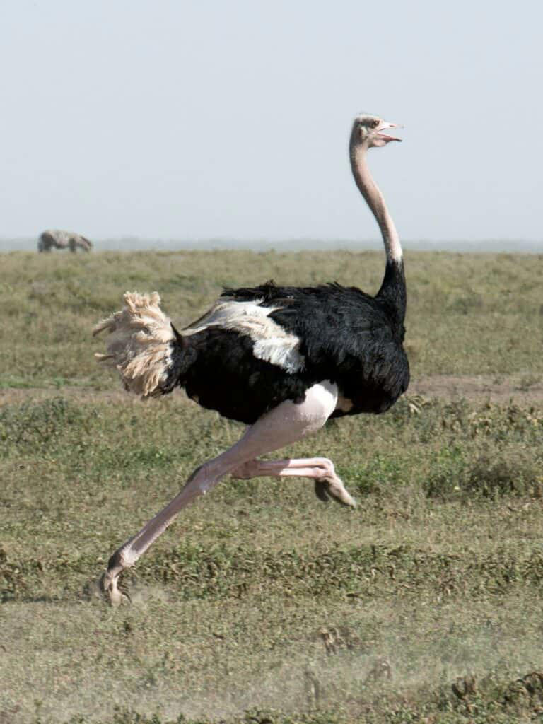 🦉 These are the 20 biggest and scariest birds on Earth (and yes, some ...