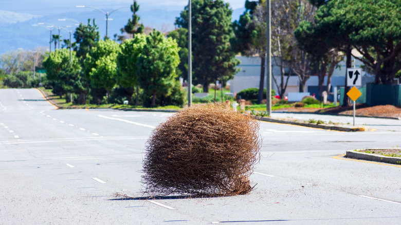How to get rid of invasive tumbleweeds in the yard