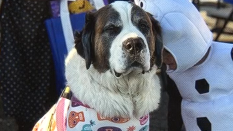 Four-legged first responder Jersey going for statewide recognition ...