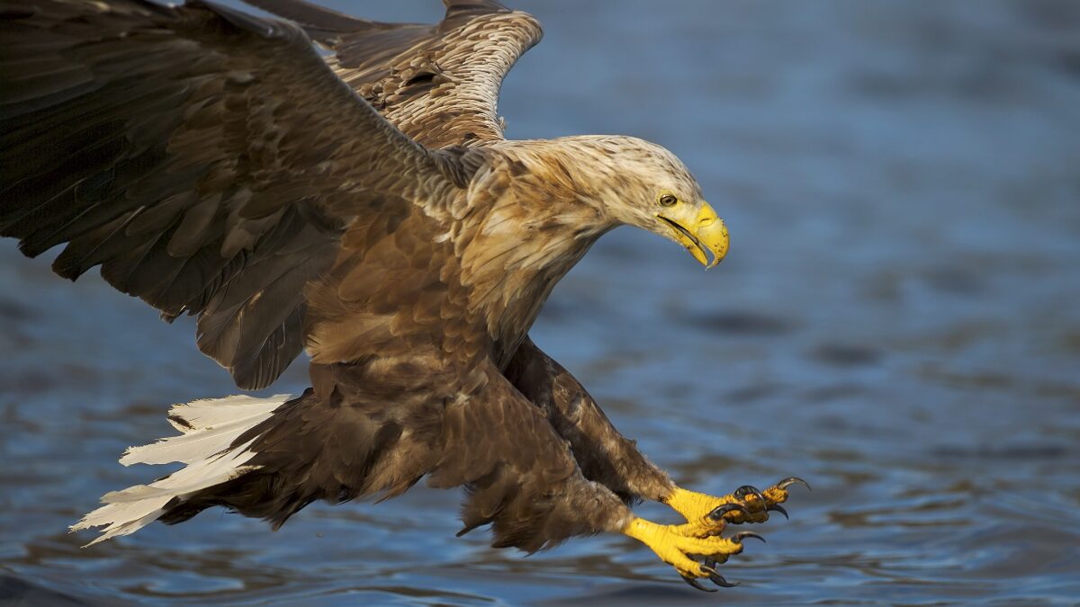 Atomic Eagle swoops towards Muntanga resource growth as drilling hits ...