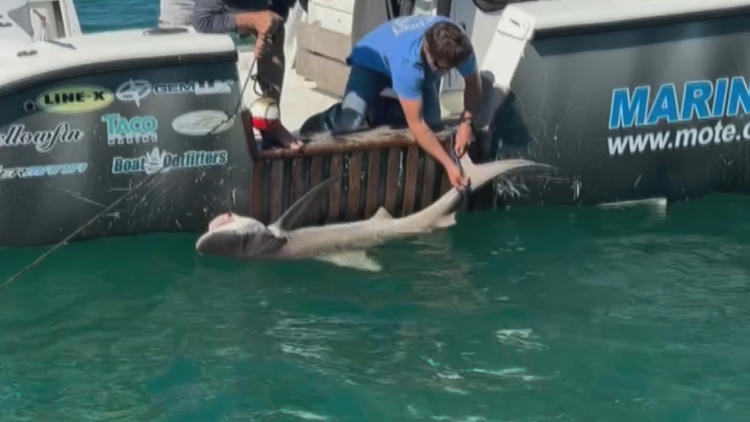 'Probably would have died': Shark tangled in fishing line rescued by ...