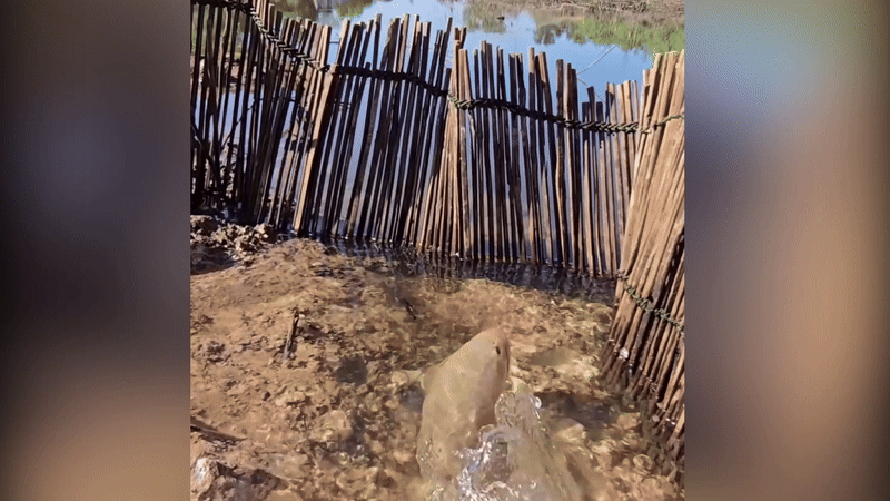 Snakehead fish pulls off gravity-defying leap over river obstacle