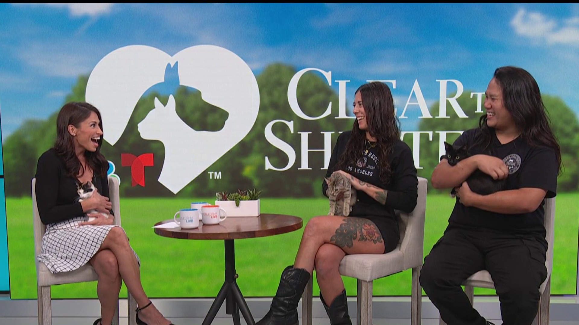 San Jose animal shelter asks public to keep stray dogs with kennels ...