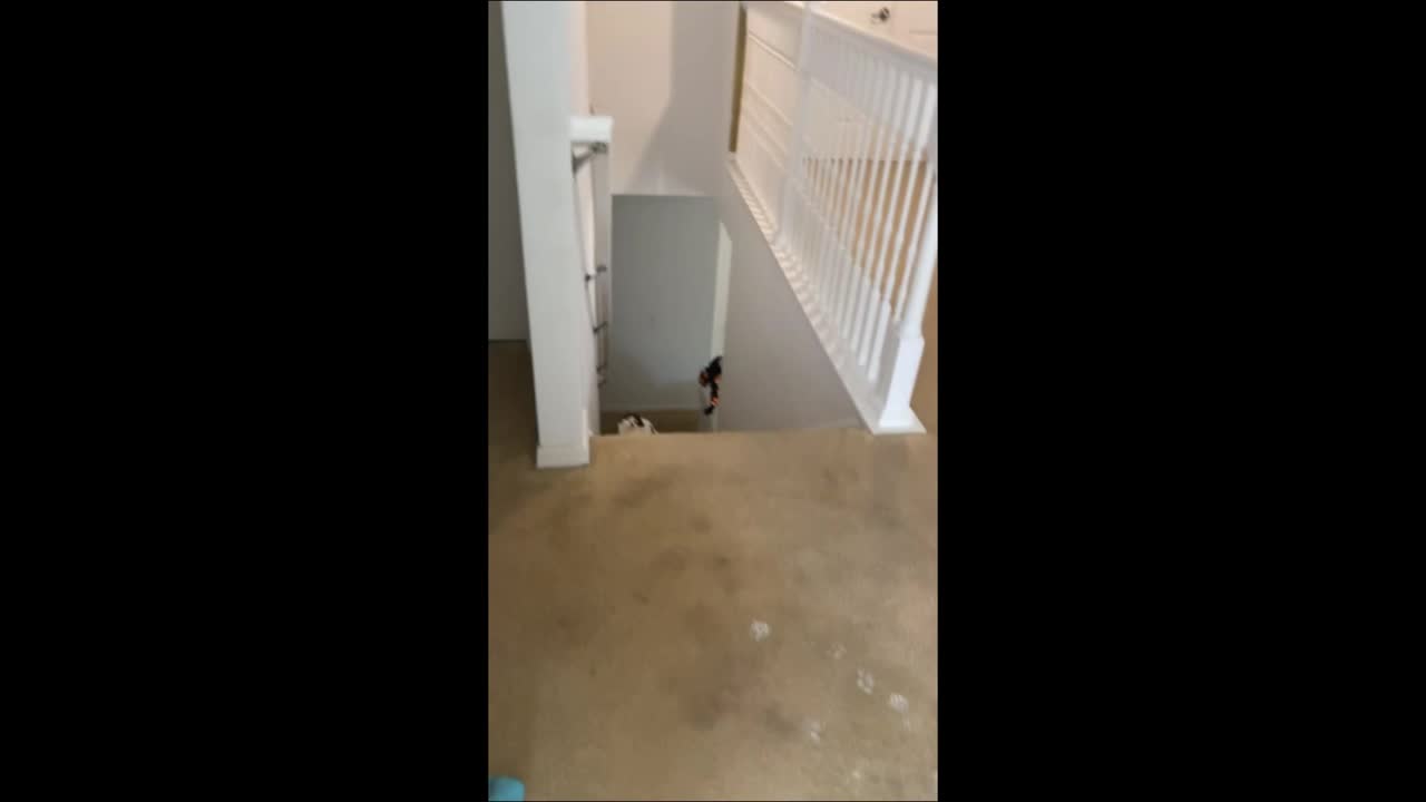 Cat tumbles down stairs in Denver, USA