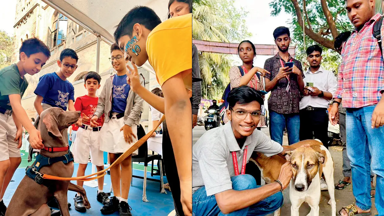 Why schools should introduce animal welfare education early