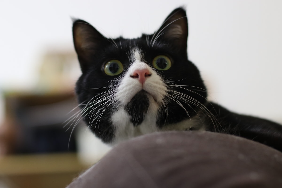 Rescue tuxedo cat shows off his moves to 'Single Ladies'