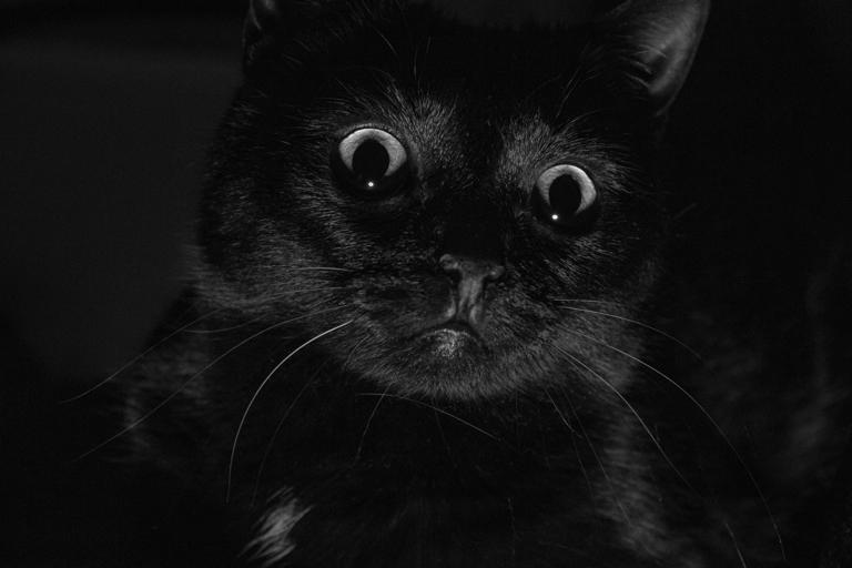 Black cat pants like an adorably cartoonish dog after hardcore play sesh