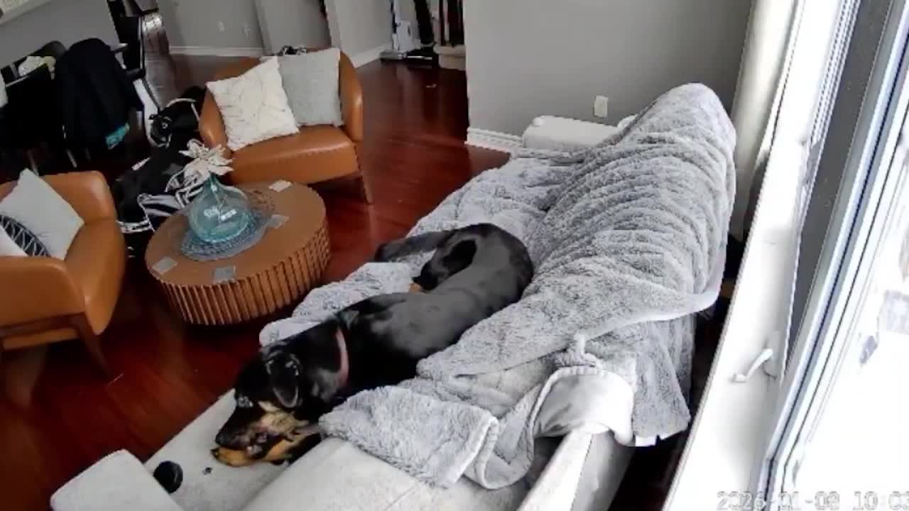 Pet dog playing with battery in heated skiing glove almost causes house ...