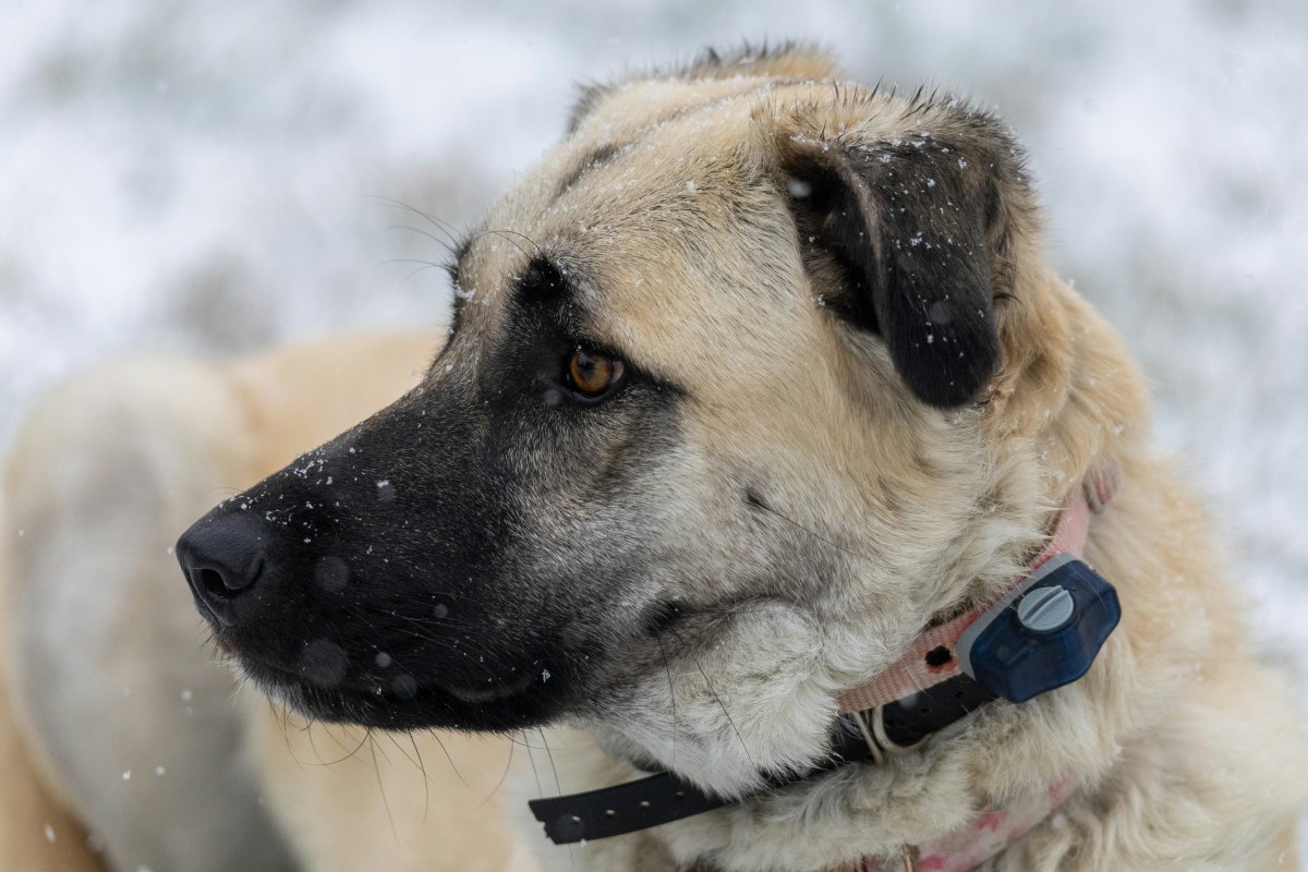 Anatolian shepherd taking 'nightly inventory' of her toys is LOL funny