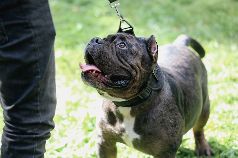 Full list of banned dog breeds in UK including XL Bully - and what ...