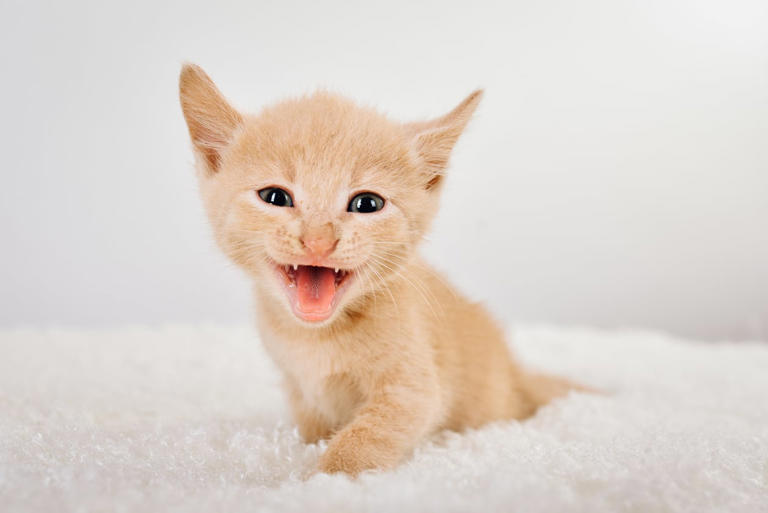 Adopter un chaton : les grandes étapes à connaître