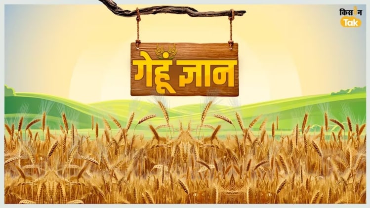 IMD का अलर्ट: जनवरी में बढ़ेगा तापमान, गेहूं फसल पर मंडराया खतरा