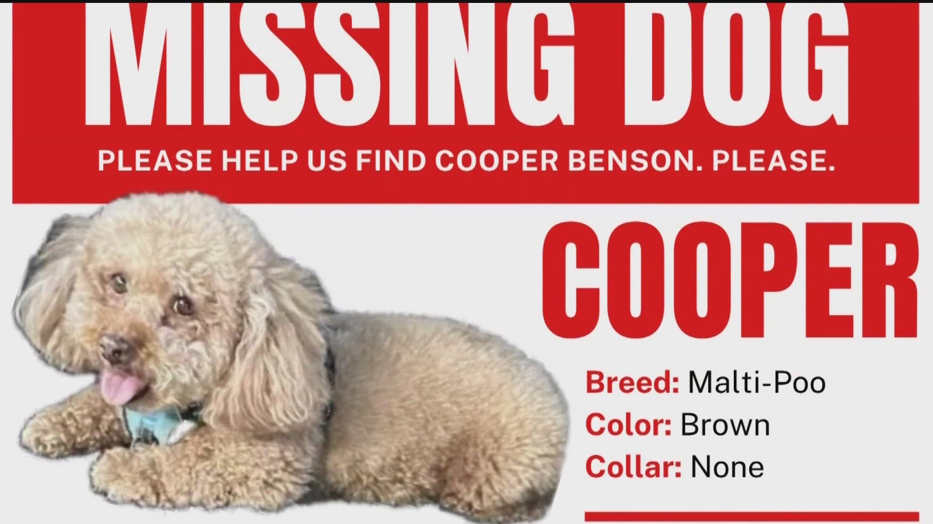 New video shows Maltipoo, believed to have been stolen during car break ...