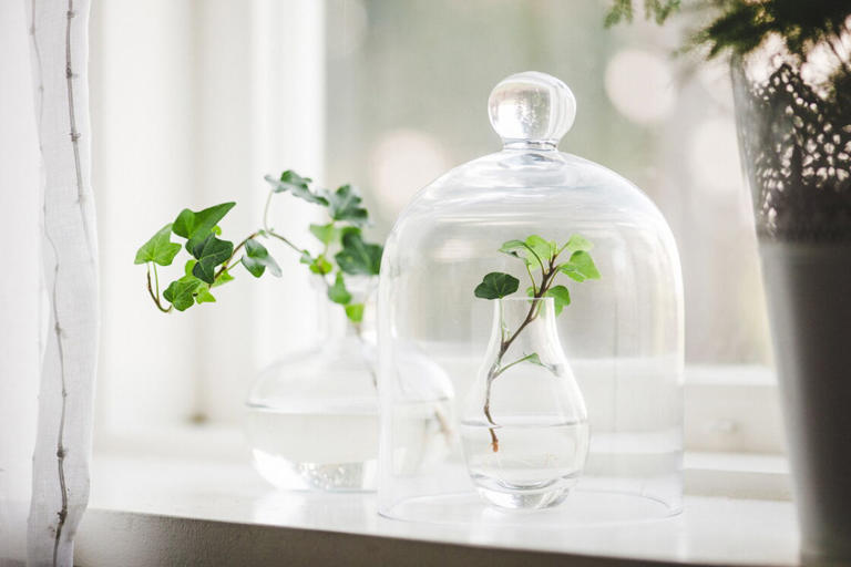 Faire des boutures ? Rien de plus simple ! Conseils pour réussir à tous ...