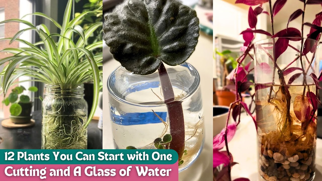 Start these 12 plants with one cutting and simple water propagation