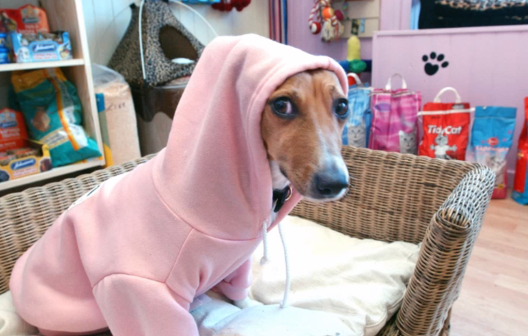 11 times we got your Wearside dogs on camera in costumes as we ...
