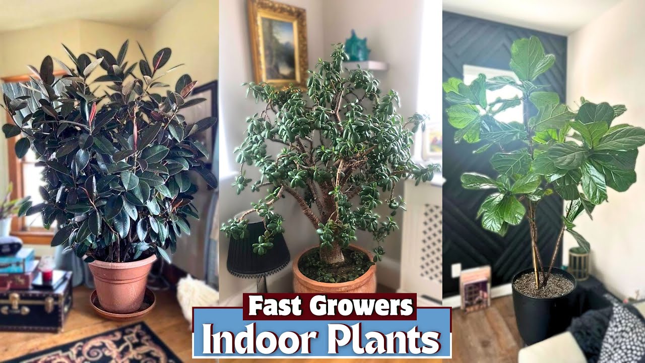 Fast-growing indoor plants: 18 that transform your space quickly