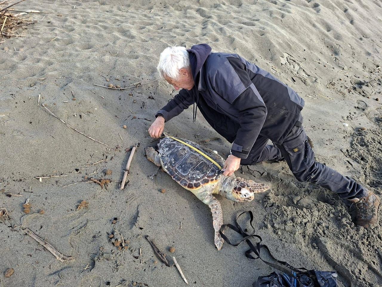 Sos tartarughe marine. Reti da pesca killer, morìa di Caretta caretta ...