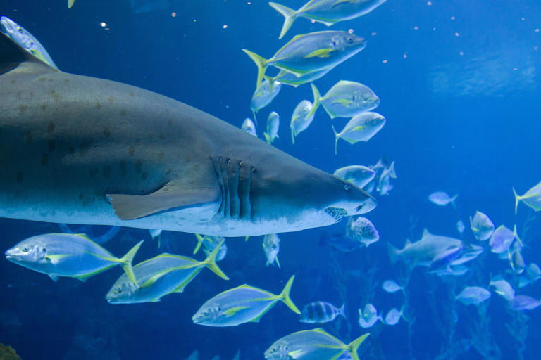 Squalo attacca una donna durante lo snorkelling: la guida lo colpisce e ...