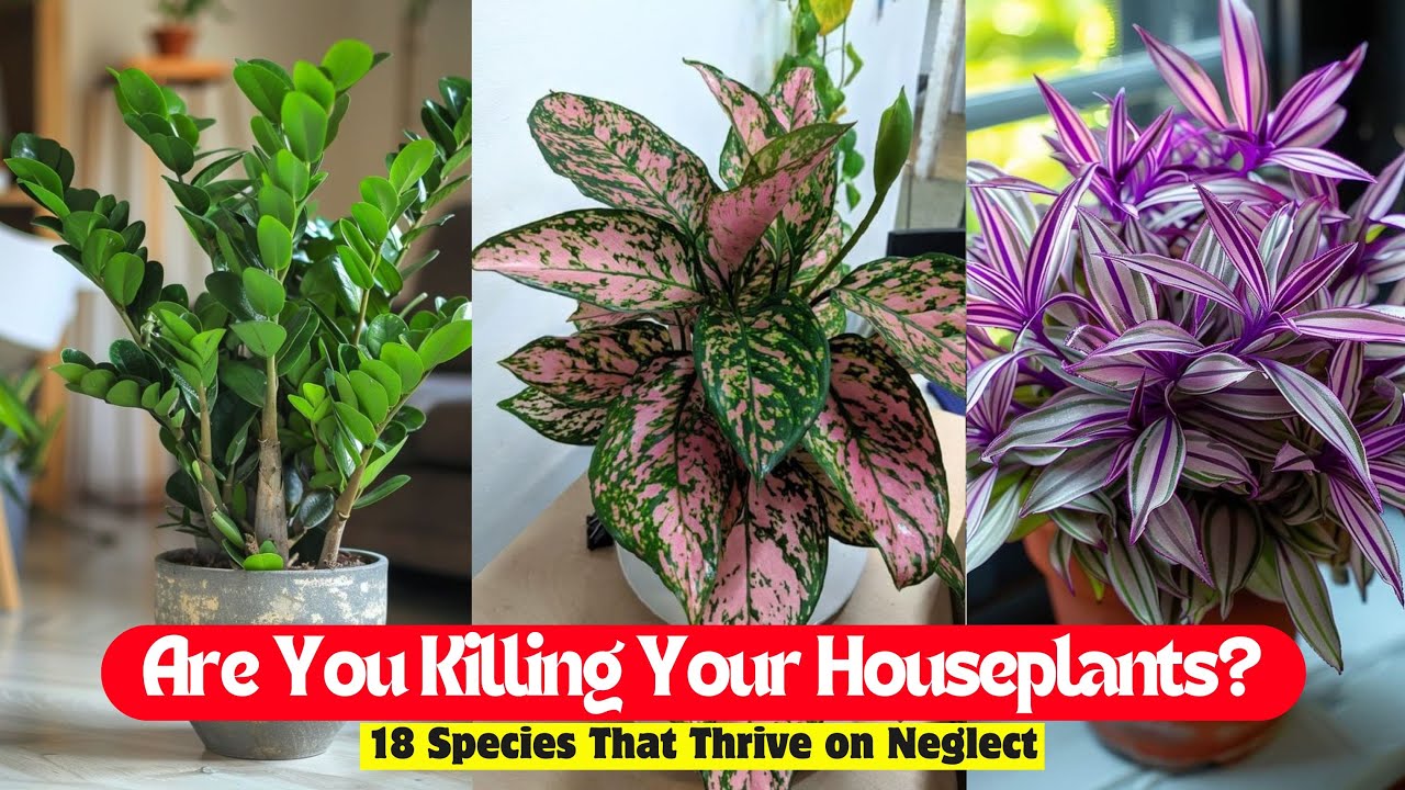 Effortless greenery: 18 houseplants that thrive with minimal care
