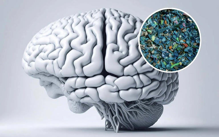 Scientists challenge microplastics-in-brain claims, cite method flaws