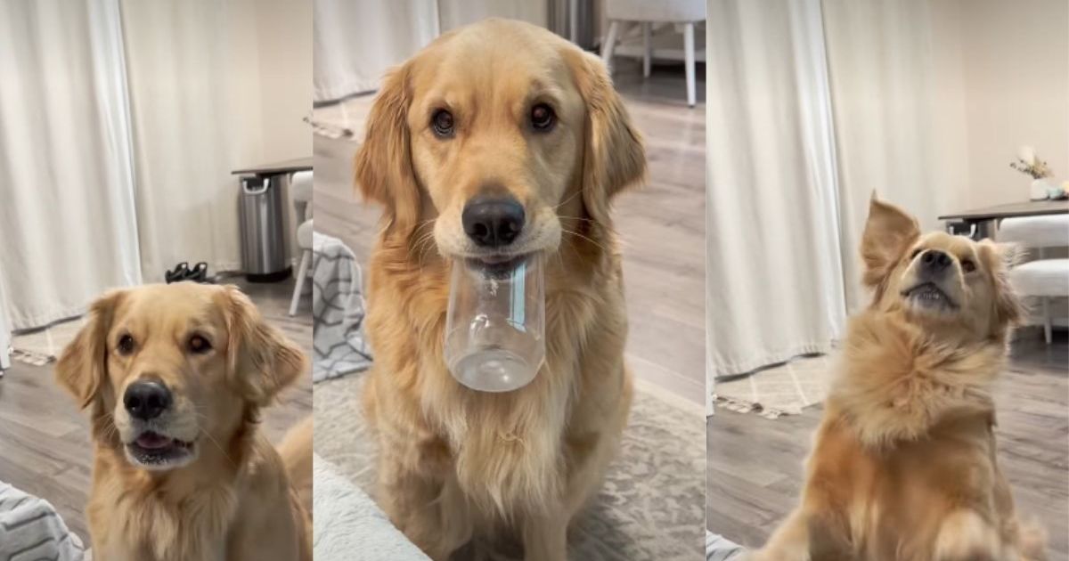 Video: Golden retriever asks for a refill in cutest way