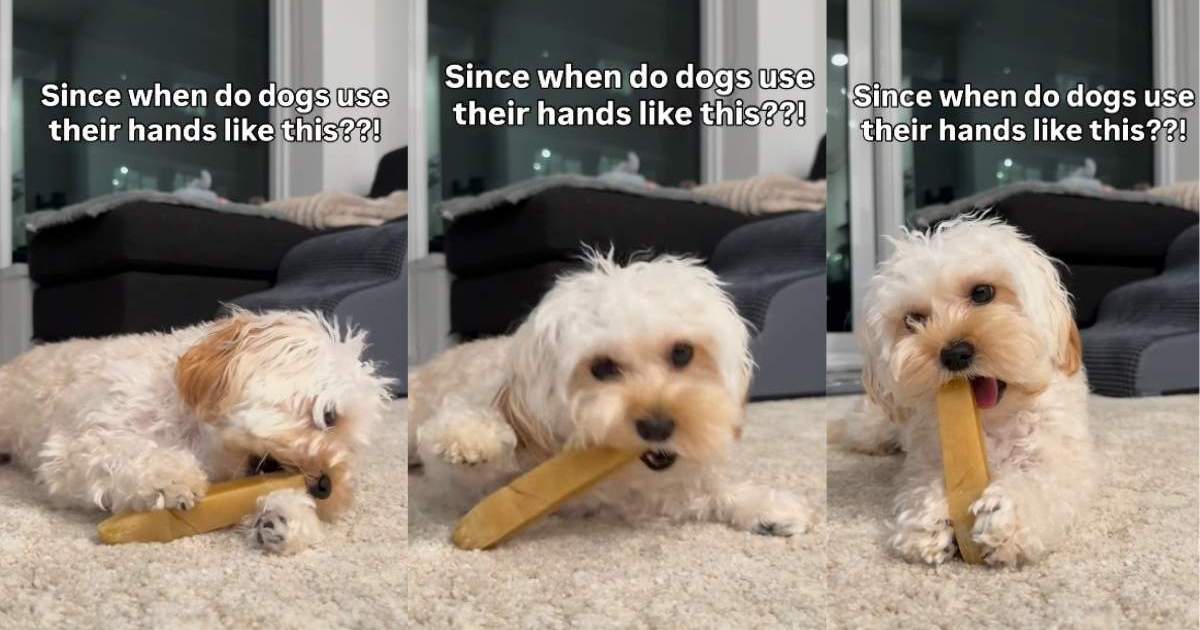 Video: Dog uses her tiny paws in most adorable way