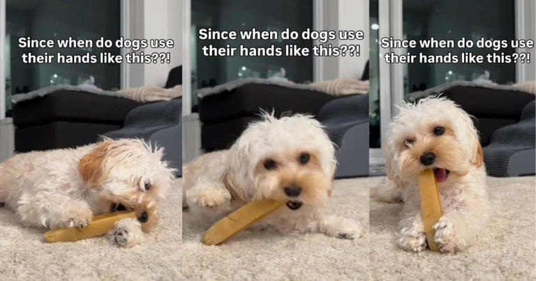 Video: Dog uses her tiny paws in most adorable way