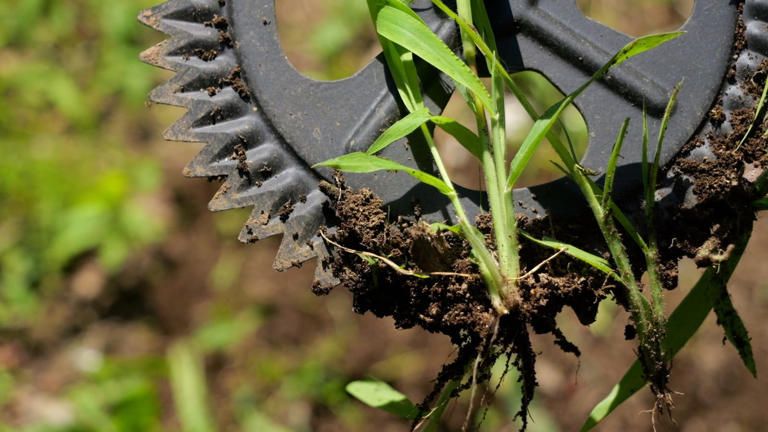 圧倒的に“草”! 2025年 GoodsPress Web人気記事ランキングTOP10