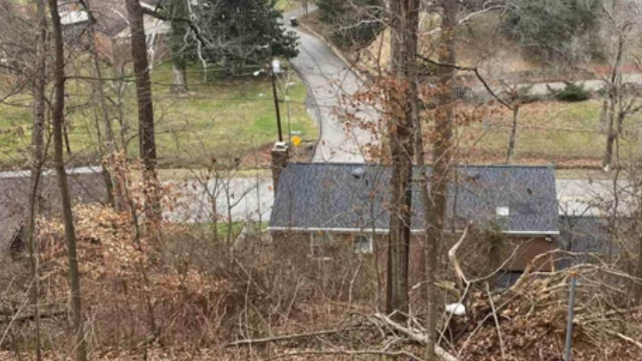 Optical illusion: Spot the cat in the backyard!