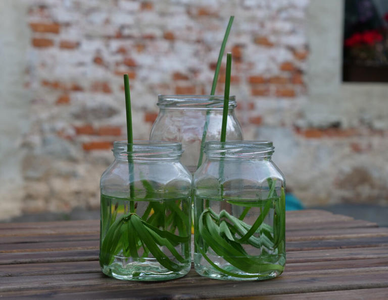 Faire des boutures ? Rien de plus simple ! Conseils pour réussir à tous ...