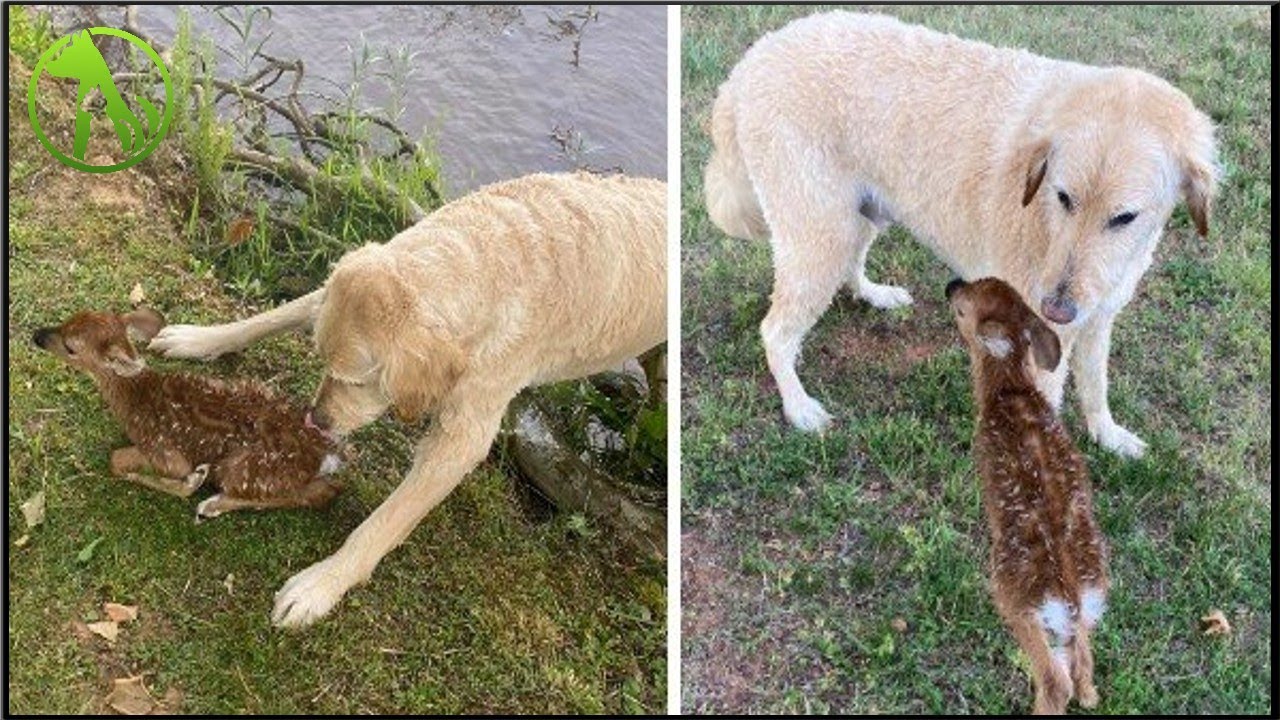 Baby deer visits dog who saved it from drowning. We're not crying, you are