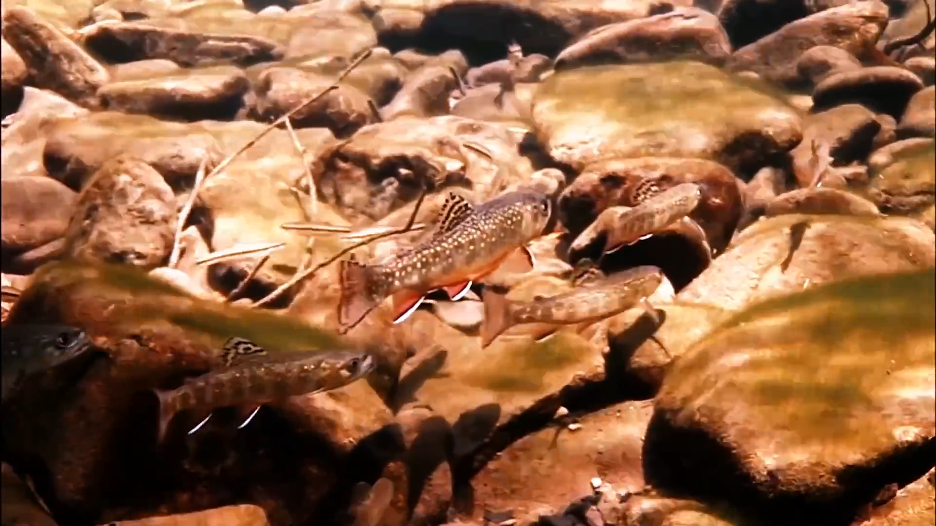 How three fish, a mussel and a mink changed everything