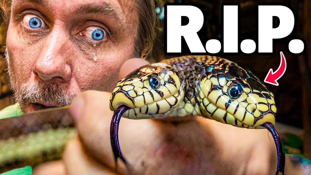 When biology proves impossible to overcome