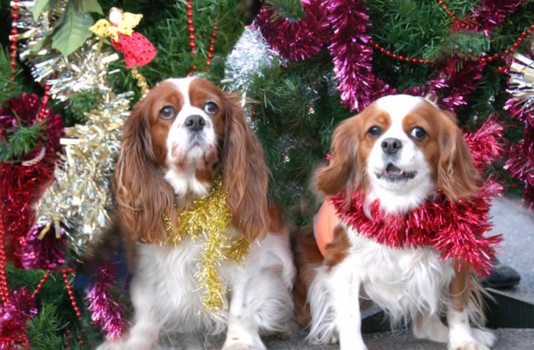 11 times we got your Wearside dogs on camera in costumes as we ...