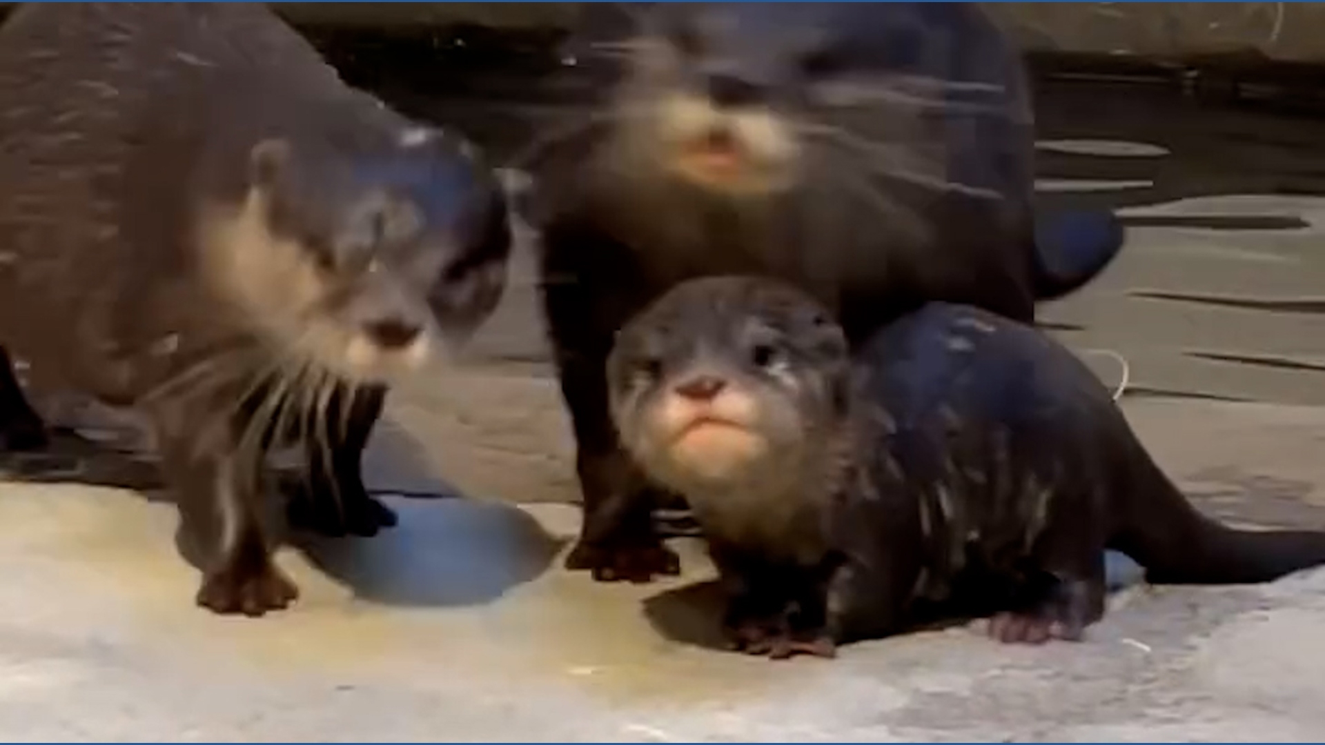 Otter pup learns to swim at Point Defiance Zoo