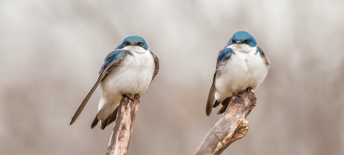 The bird is the word?