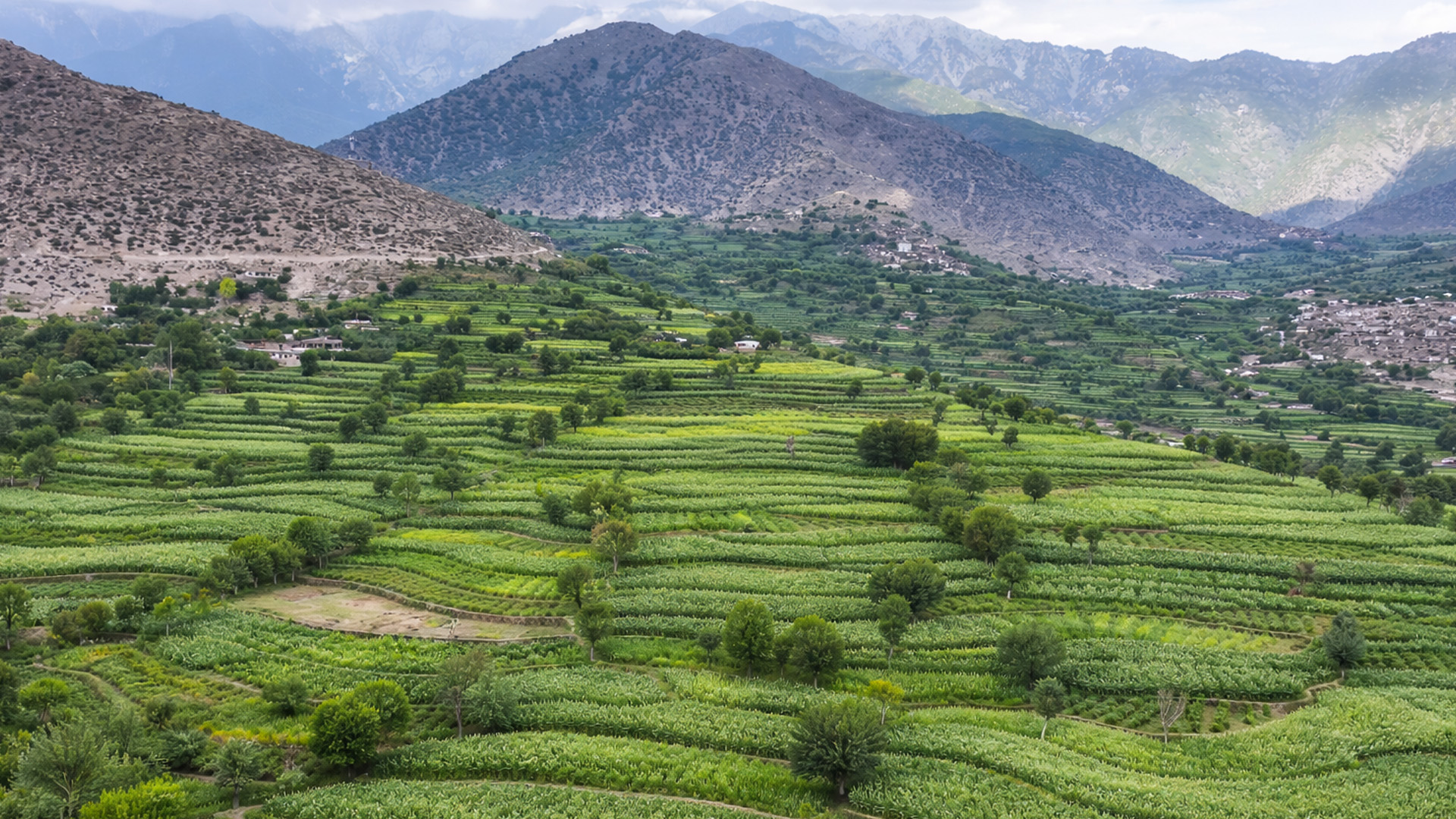 Les champs cachés des hauts plateaux iraniens