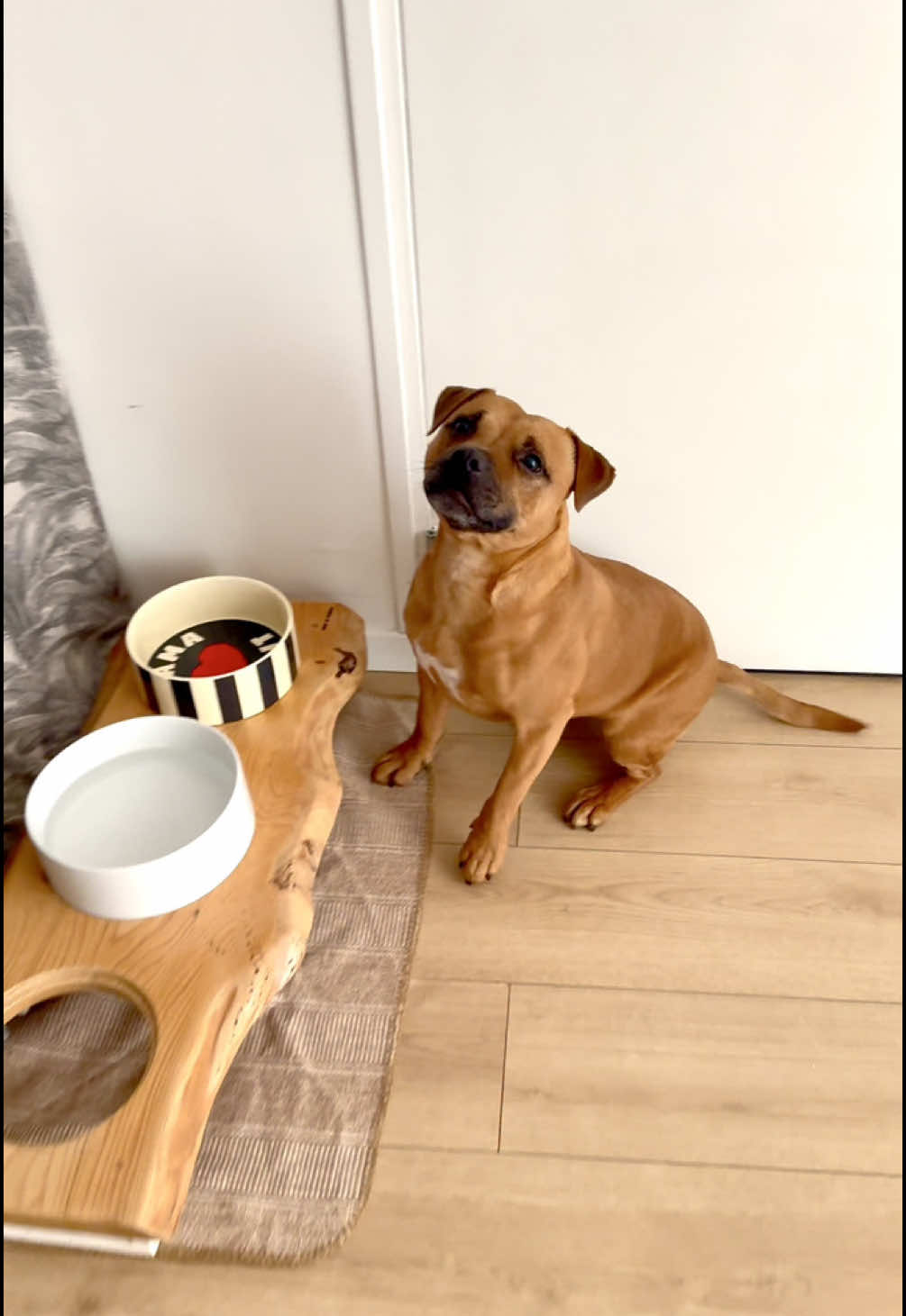Bull terrier en course d’obstacles : équipé par Maxi Zoo