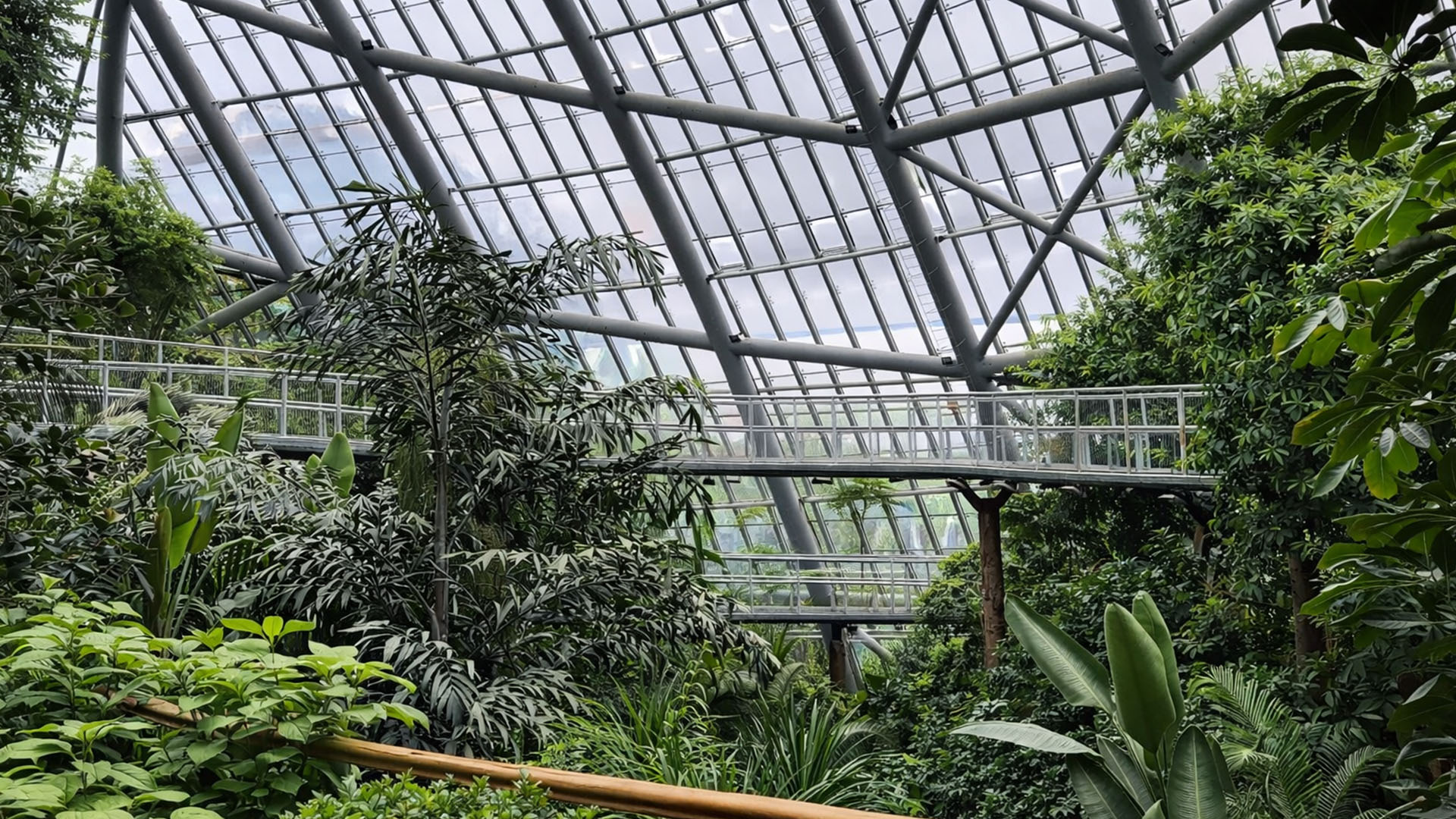 Walk through a glass rainforest in Huizhou