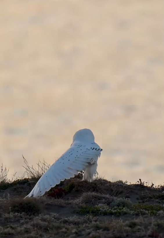Snowy owl stretches gracefully | Stunning wildlife moment