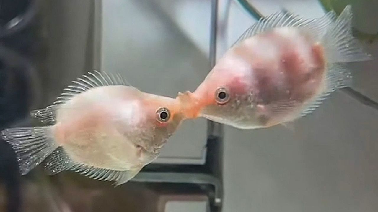 Deux poissons « s'embrassent » mais ce n'est pas de l'amour