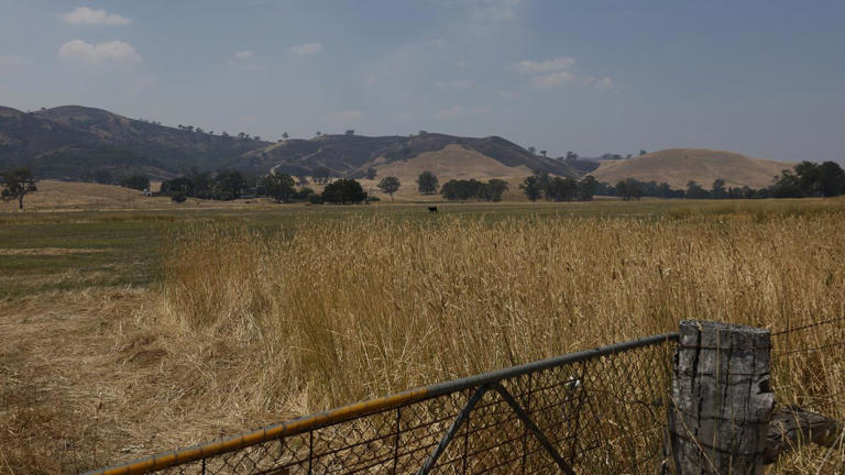 Bushfire losses mount as premier defends fleeing mob