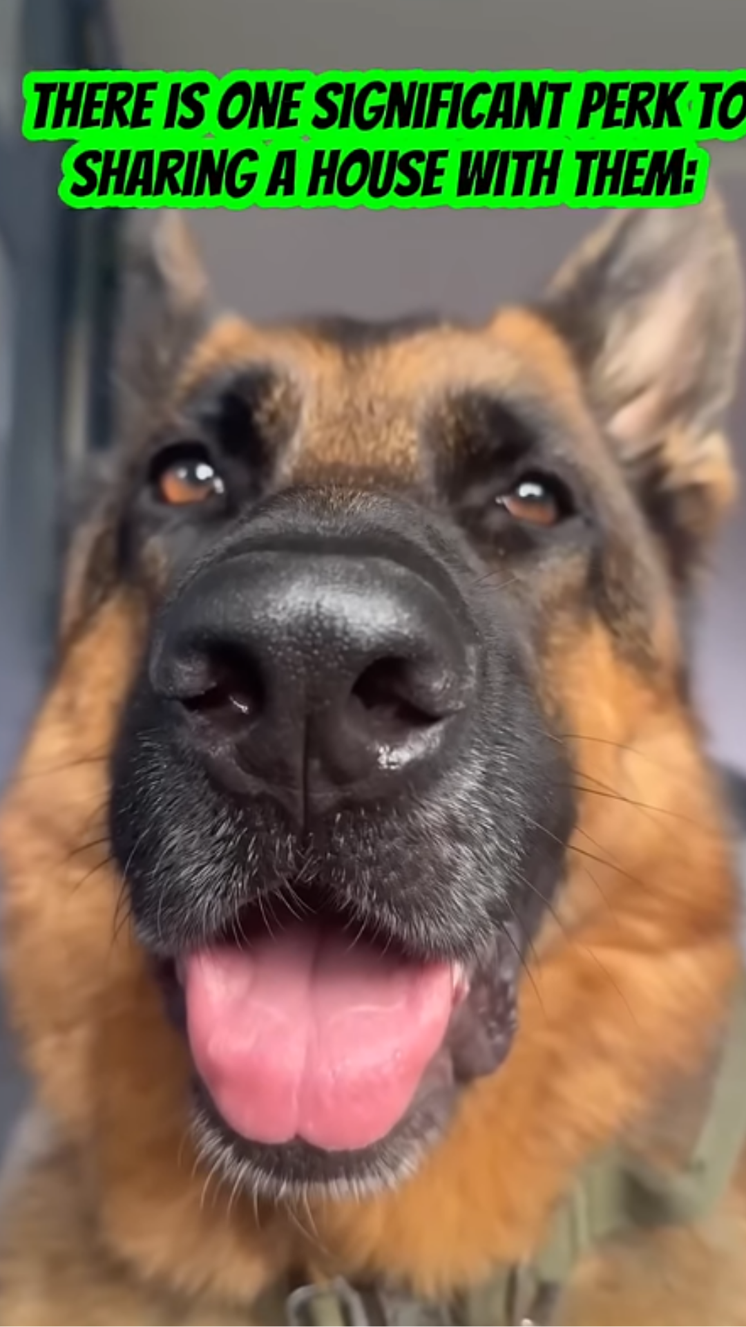 Things dogs learn living with humans daily