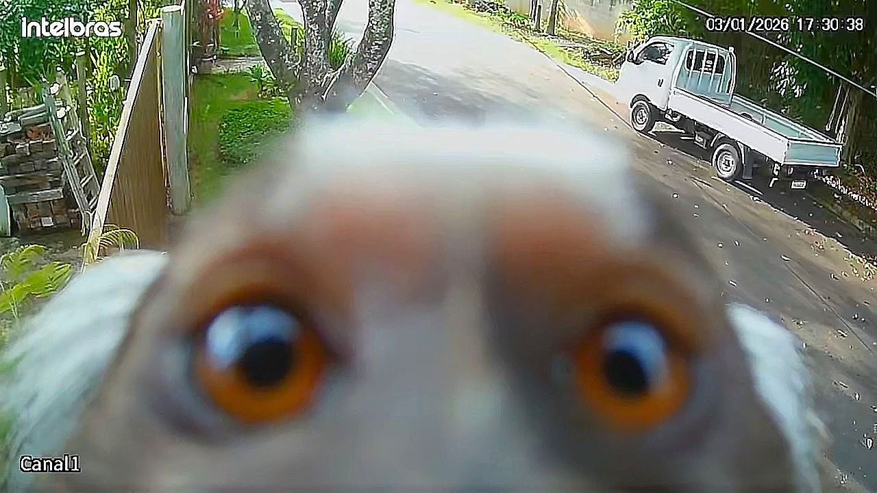 ¡Un intruso muy curioso! Este pequeño mono se obsesiona con la cámara
