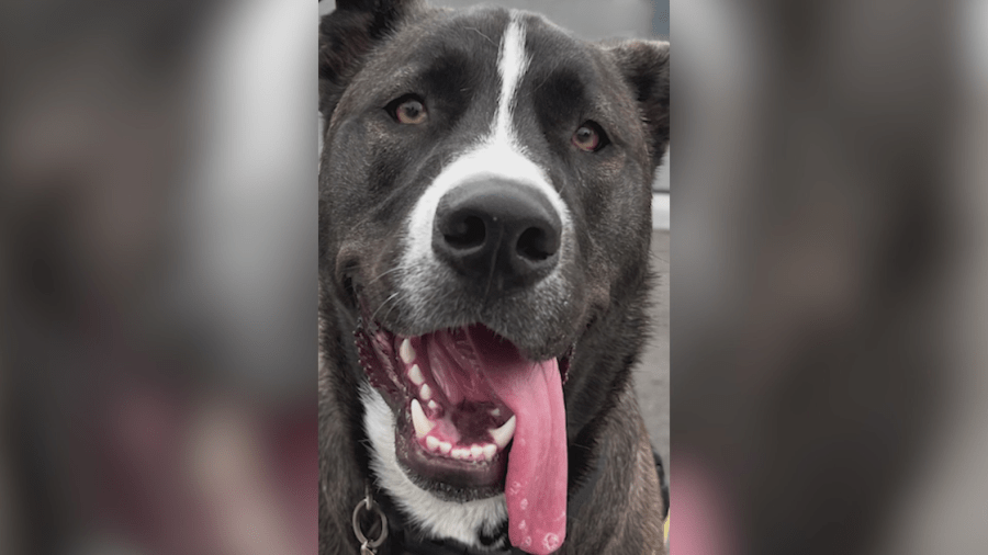 Sunday football turns into crime scene as friend kills dog during ...