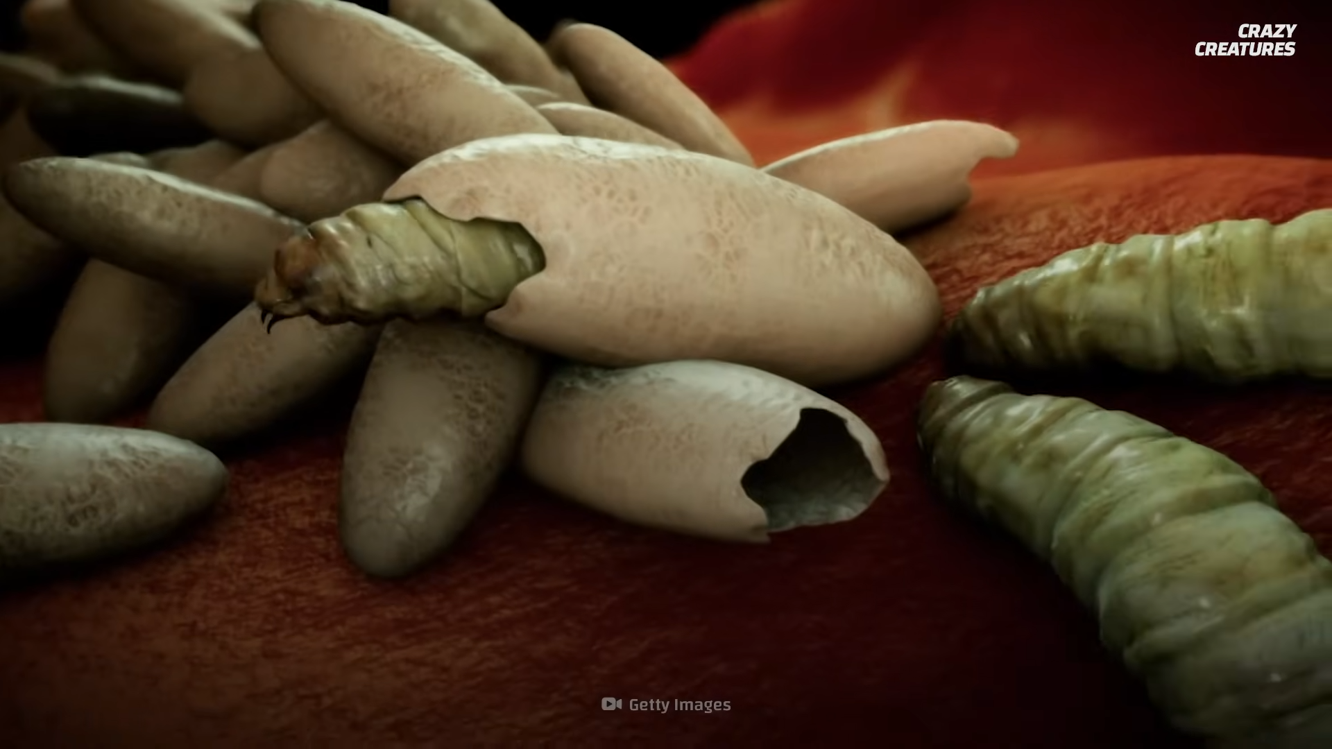 Why botflies are considered nature’s most disturbing insects