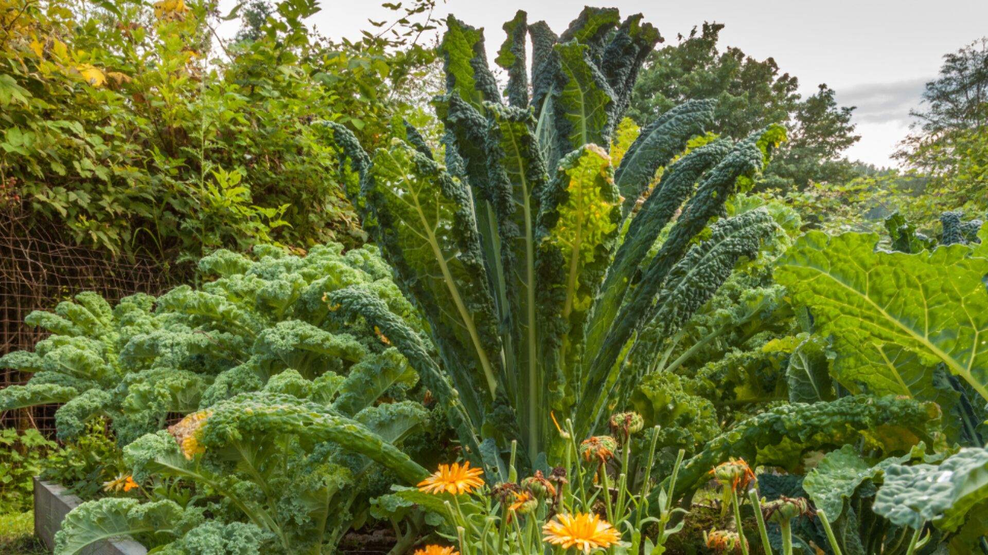Palmkool, de zwarte kool met karakter, past goed in de eetbare tuin