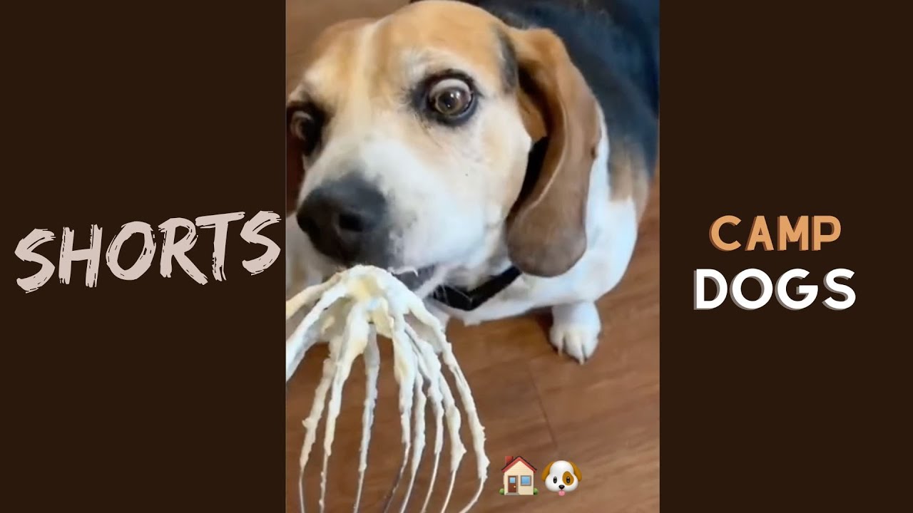 Who really decides if camp food is good enough?